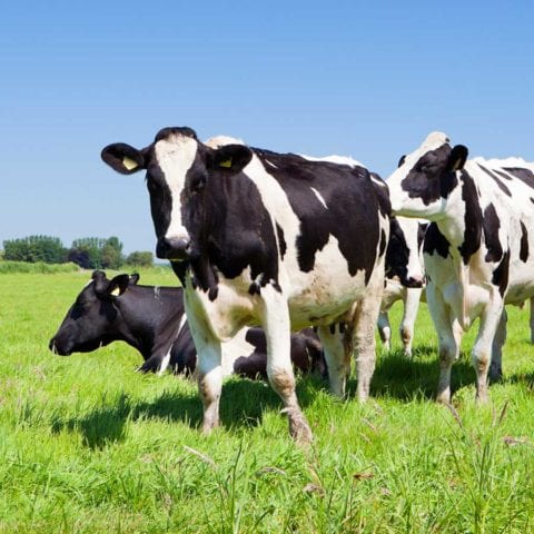 BECO Dairy Automation Inc. | Eliminating Restrictions