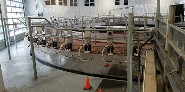 Rotary Milking Parlors | BECO Dairy Automation Inc.