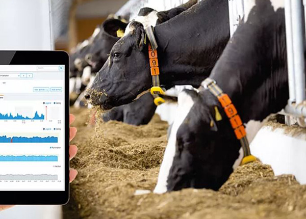Activity Cow Monitoring | BECO Dairy Automation Inc.