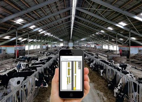 Activity Cow Monitoring | BECO Dairy Automation Inc.